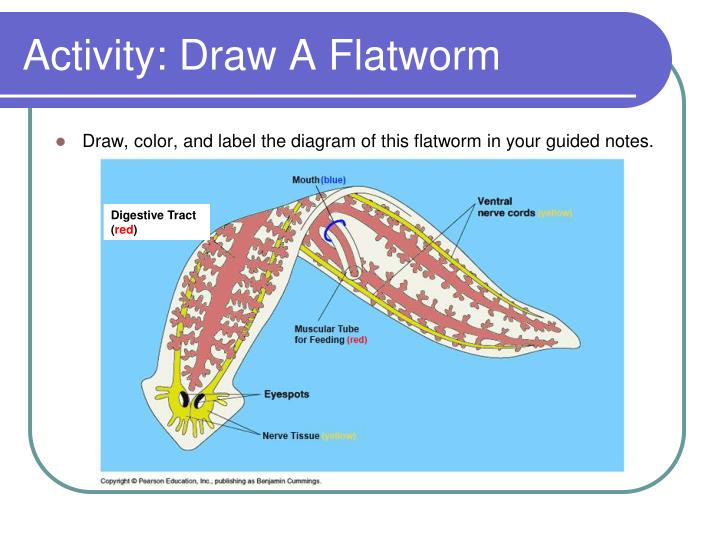 PPT - Worms PowerPoint Presentation - ID:4025727