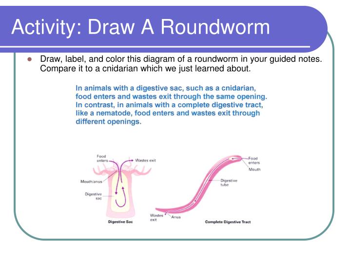 Morphology Of Roundworm With Diagram