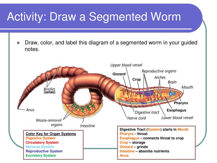 PPT - Worms PowerPoint Presentation - ID:4025727