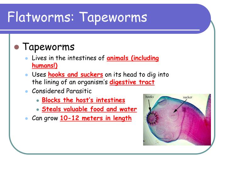PPT - Worms PowerPoint Presentation - ID:4025727