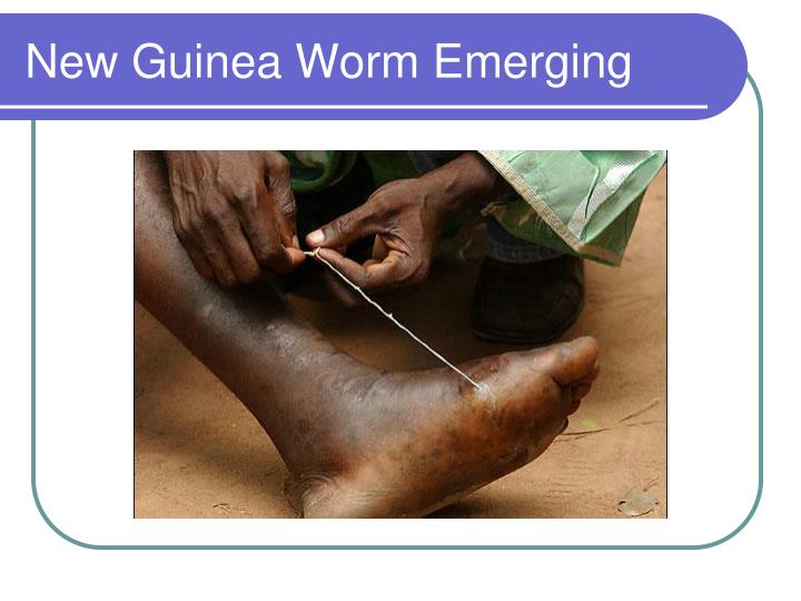 PPT - Worms PowerPoint Presentation - ID:4025727
