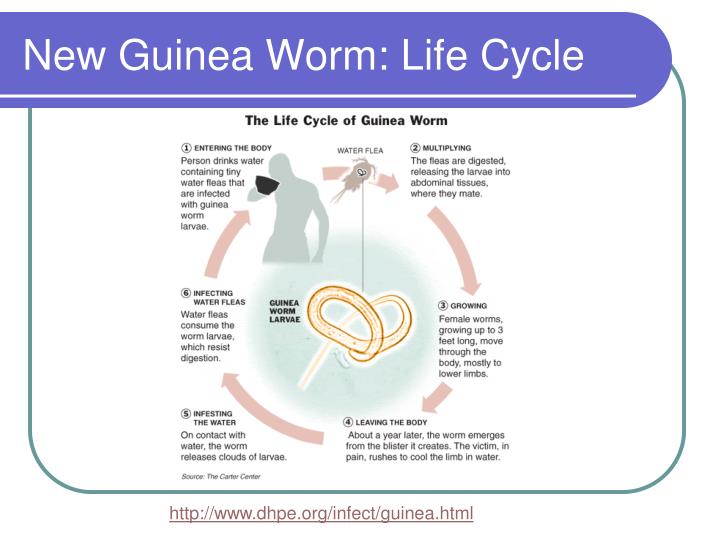 PPT - Worms PowerPoint Presentation - ID:4025727