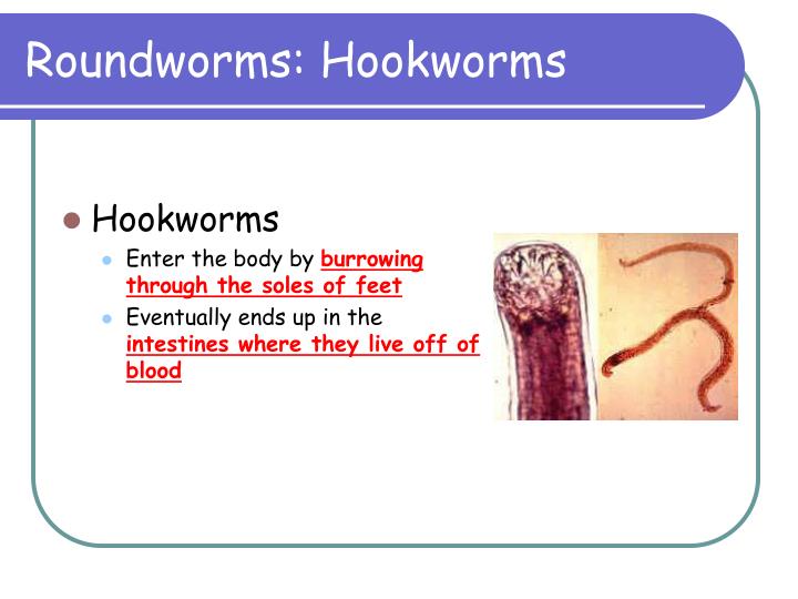 PPT - Worms PowerPoint Presentation - ID:4025727