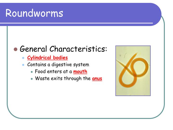 PPT - Worms PowerPoint Presentation - ID:4025727