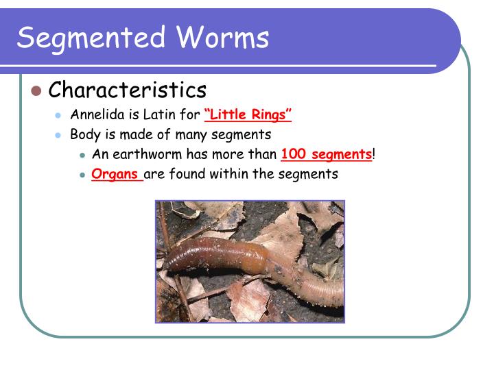 PPT - Worms PowerPoint Presentation - ID:4025727