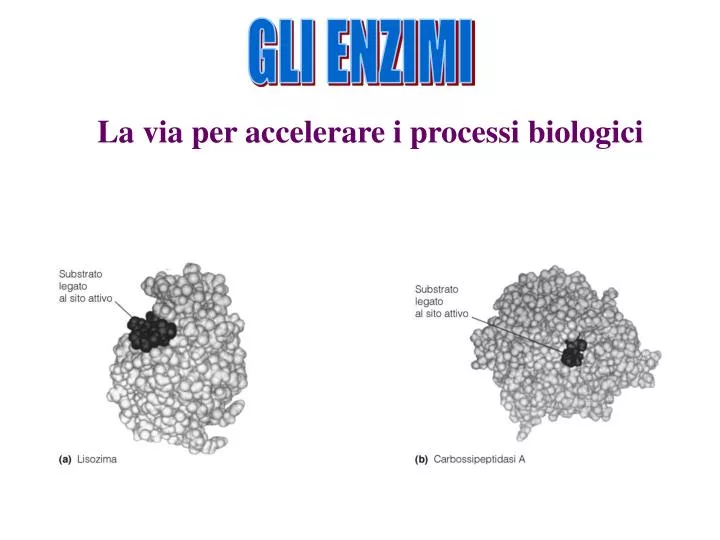 PPT - GLI ENZIMI PowerPoint Presentation, free download - ID:4026833
