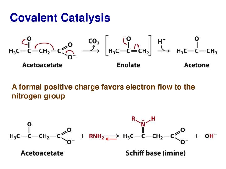 PPT - Enzyme Rate Enhancement PowerPoint Presentation - ID:4028360