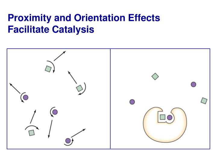 PPT - Enzyme Rate Enhancement PowerPoint Presentation - ID:4028360