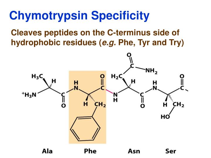 PPT - Enzyme Rate Enhancement PowerPoint Presentation - ID:4028360