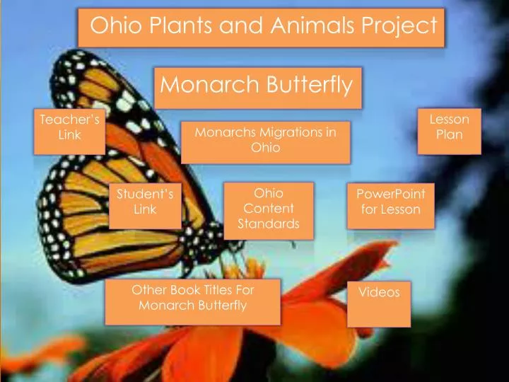 PPT - Monarch Butterfly PowerPoint Presentation, free download - ID:4032707