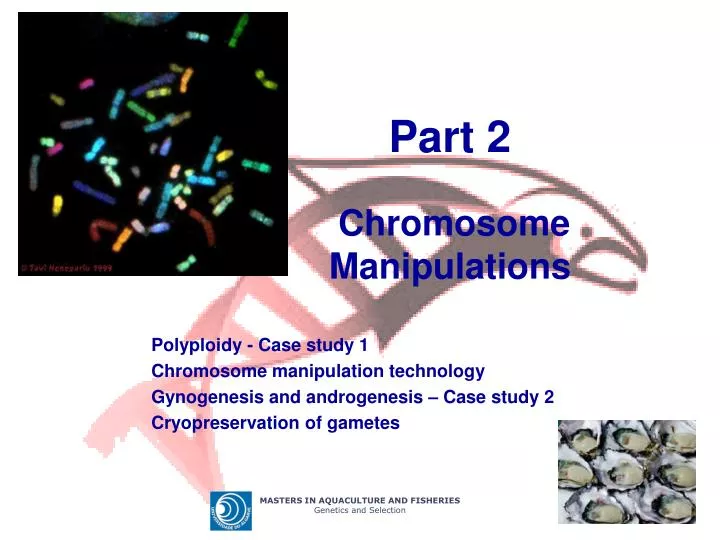 PPT - Part 2 Chromosome Manipulations PowerPoint Presentation, free ...