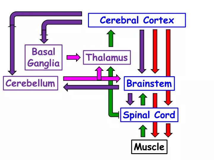 PPT - Cerebral Cortex PowerPoint Presentation, free download - ID:4034181