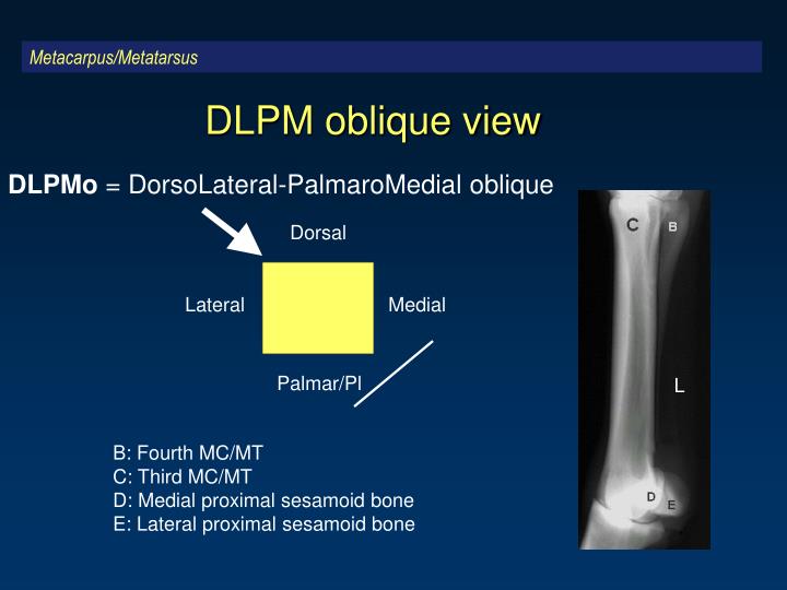 PPT - Normal Radiographic Anatomy of the Equine metacarpus/metatarsus ...