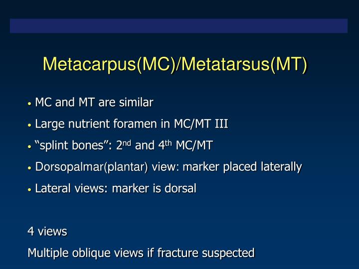 PPT - Normal Radiographic Anatomy of the Equine metacarpus/metatarsus ...