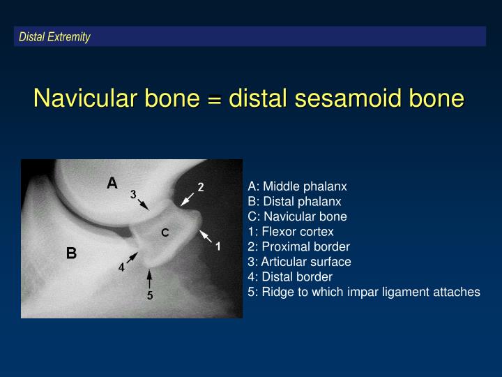 PPT - Normal Radiographic Anatomy of the Equine metacarpus/metatarsus ...