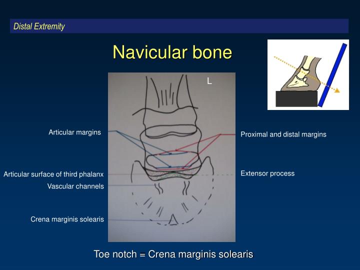 PPT - Normal Radiographic Anatomy of the Equine metacarpus/metatarsus ...