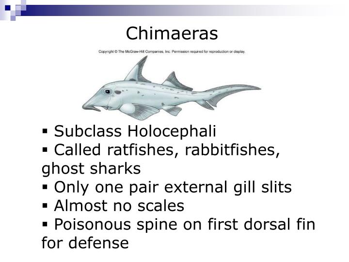 PPT - Marine Vertebrates: Fishes (Part 1) PowerPoint Presentation - ID ...