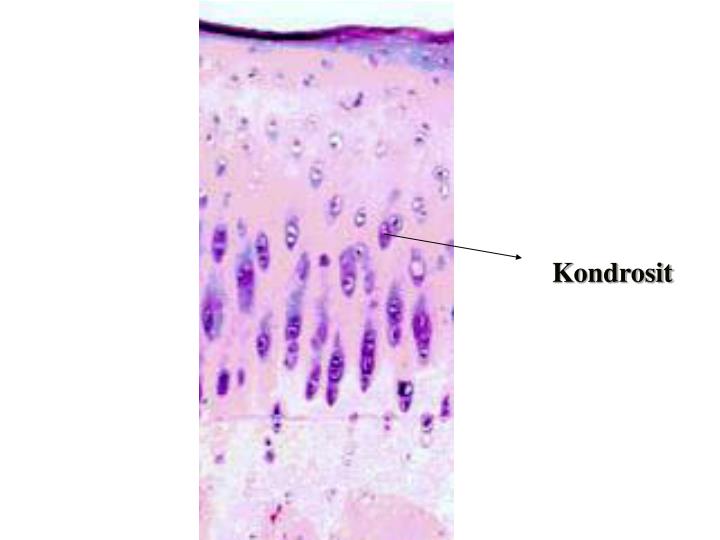 PPT - HİSTOLOJİ PowerPoint Presentation - ID:4037417