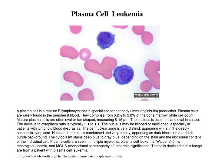 PPT - Part 3: Bone Pathology PowerPoint Presentation - ID:4037592
