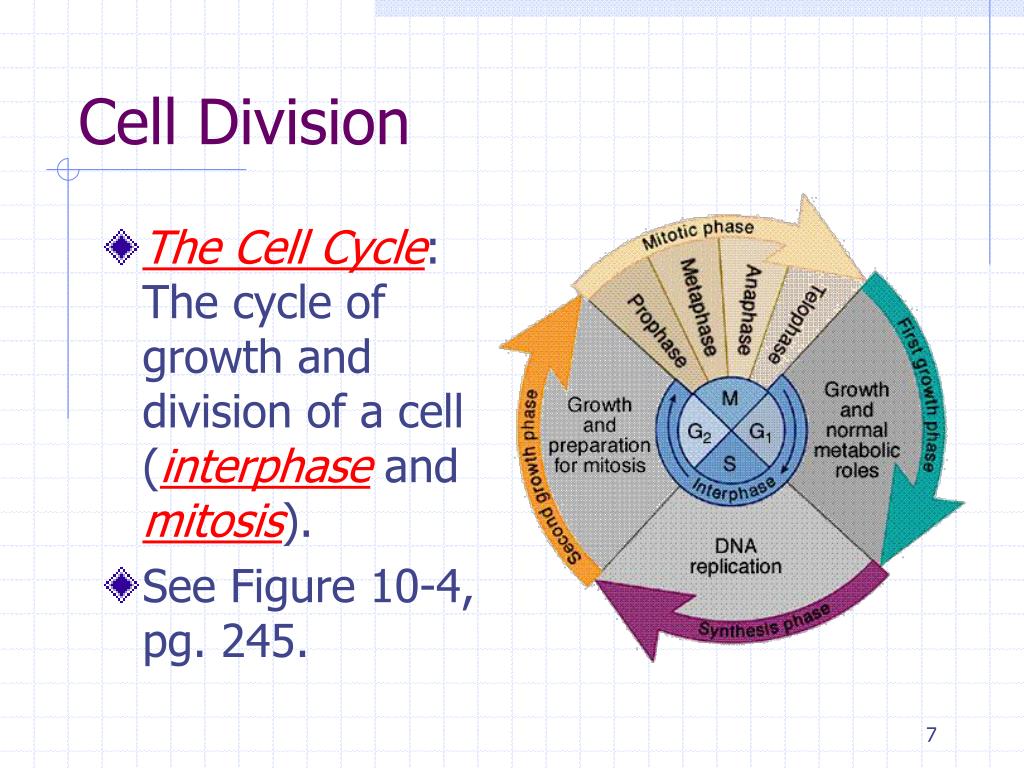 Ppt Chapter 10 Cell Growth And Division Powerpoint Presentation