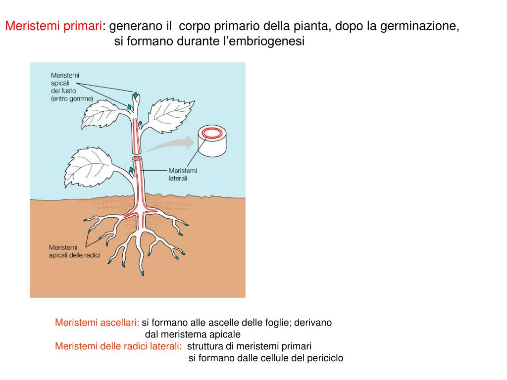 PPT - I MERISTEMI DELL’APICE DEL GERMOGLIO E DELLA RADICE PowerPoint ...