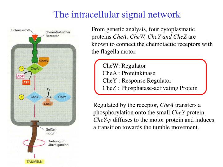 PPT - Bacterial Chemotaxis PowerPoint Presentation - ID:4040141