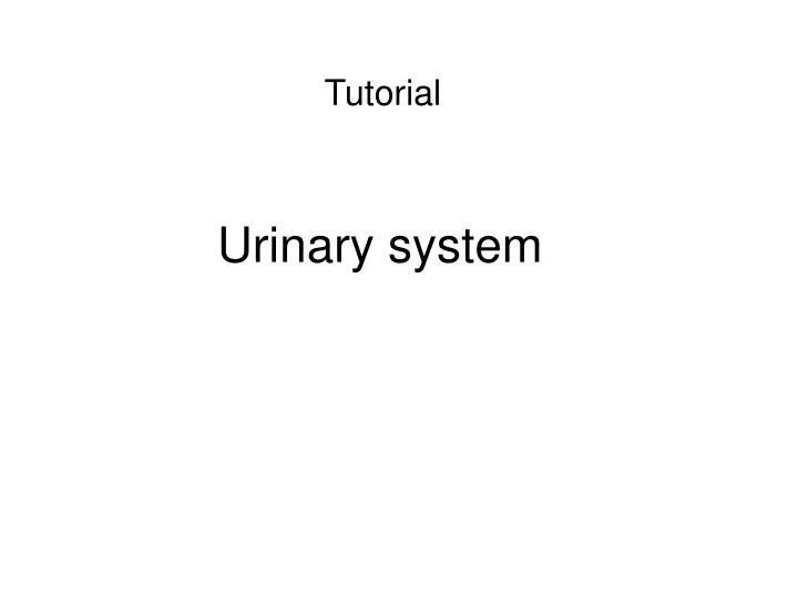 PPT - Urinary system PowerPoint Presentation, free download - ID:4041364