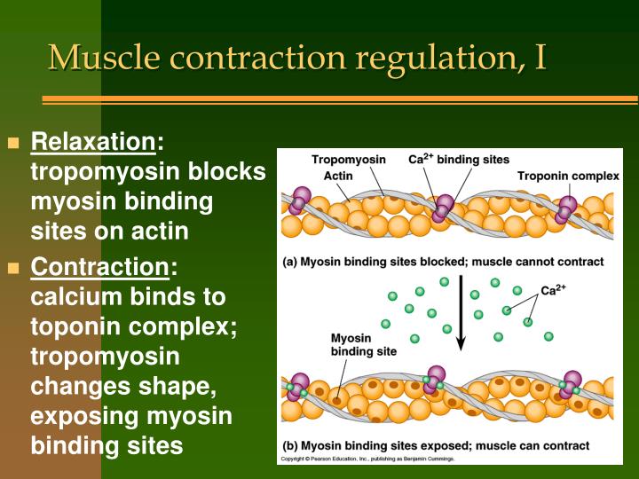 PPT - Molecular Basis of Muscle Contraction PowerPoint Presentation ...