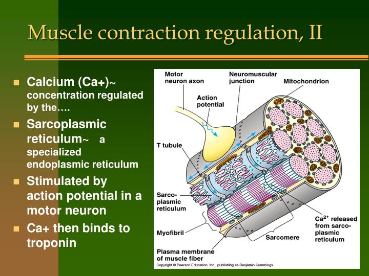PPT - Molecular Basis of Muscle Contraction PowerPoint Presentation ...