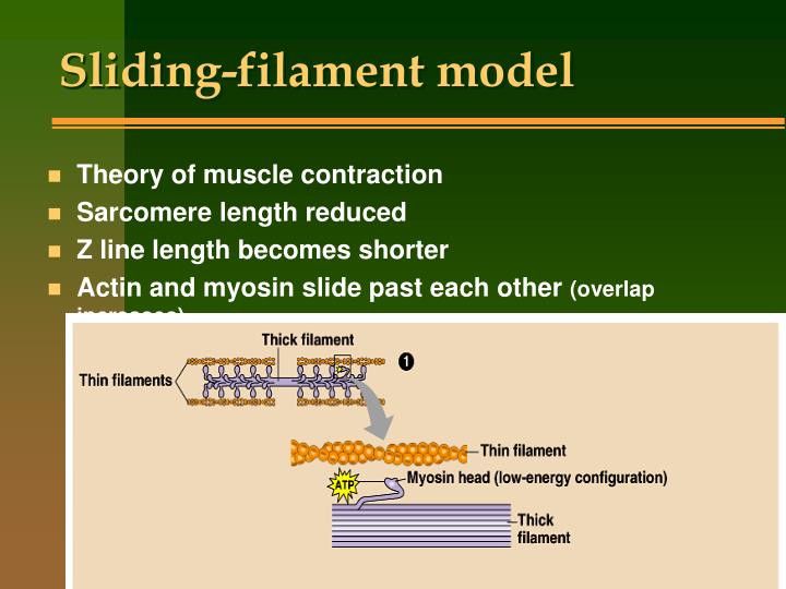 PPT - Molecular Basis of Muscle Contraction PowerPoint Presentation ...