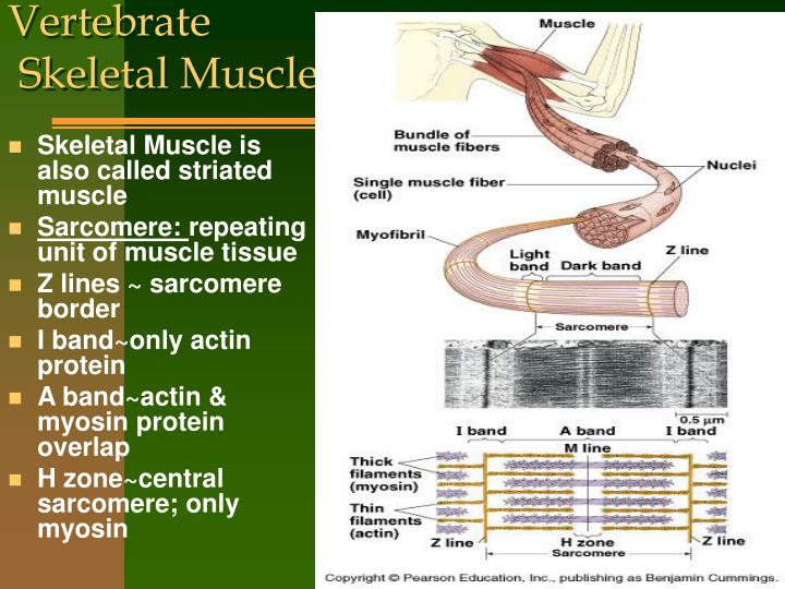 PPT - Molecular Basis of Muscle Contraction PowerPoint Presentation ...