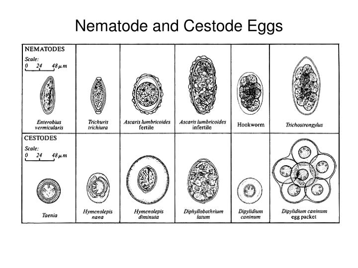 PPT - Parasitology Slides BIOLOGY 260 Lab Dr. B.M. Salameh PowerPoint ...