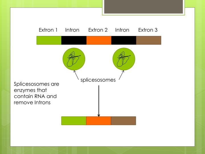 PPT - Comparing Prokaryotes & Eukaryotes PowerPoint Presentation - ID ...