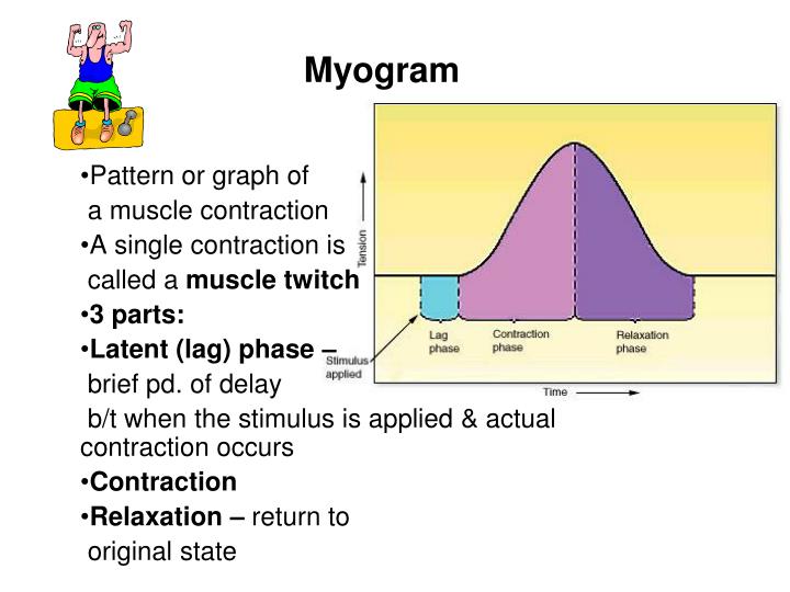 PPT - Chapter 9 The Muscular System PowerPoint Presentation - ID:4045893
