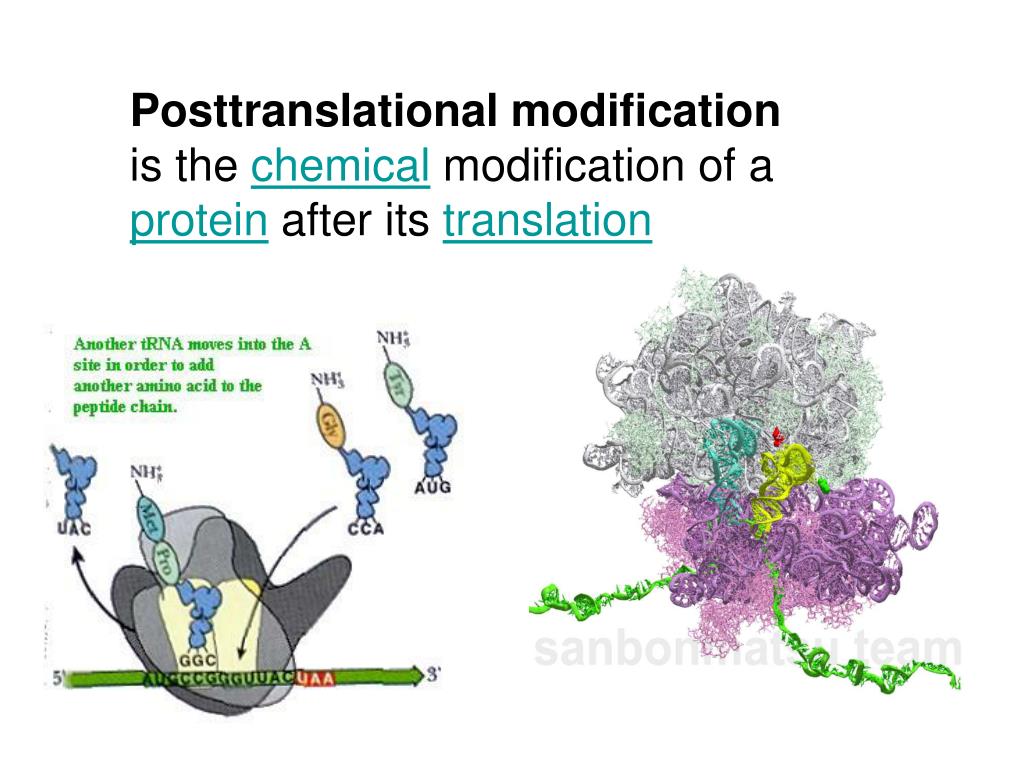 Ppt Purposes Of Translational Modifications Powerpoint - www.vrogue.co Ppt Purposes Of Translational Modifications Powerpoint - www.vrogue.co