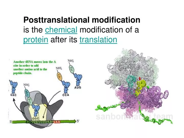Ppt Translational Modifications Powerpoint Presentation Free Purposes ... Ppt Translational Modifications Powerpoint Presentation Free Purposes ...