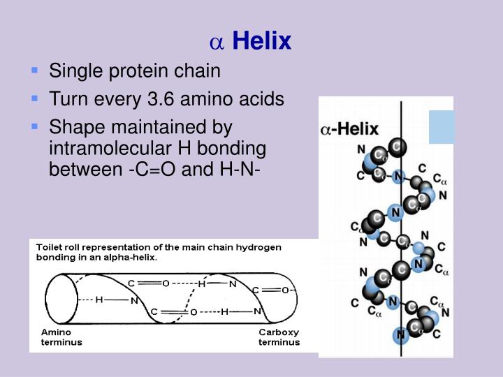 PPT - Class 7: Protein Secondary Structure PowerPoint Presentation - ID ...