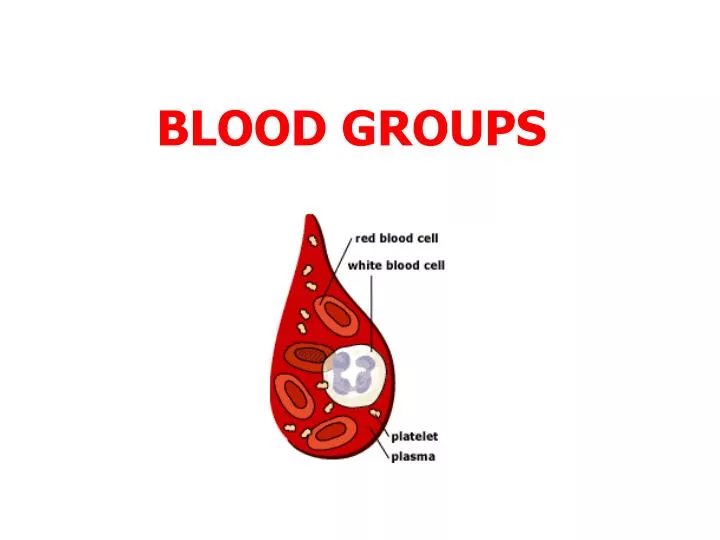 PPT - BLOOD GROUPS PowerPoint Presentation, free download - ID:4051708