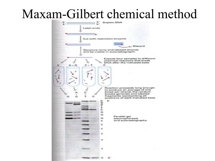 PPT - DNA sequencing: Importance PowerPoint Presentation - ID:4052089
