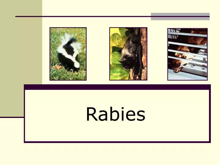 PPT - Rabies PowerPoint Presentation, free download - ID:4053725