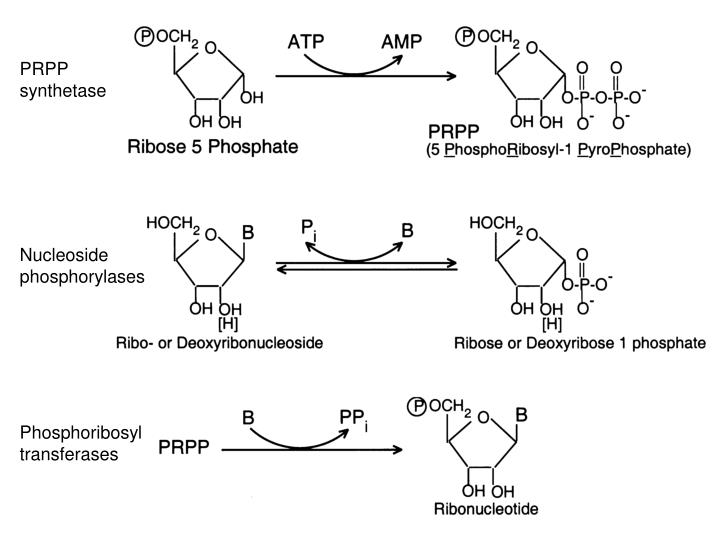 PPT - PRPP synthetase PowerPoint Presentation - ID:4054252