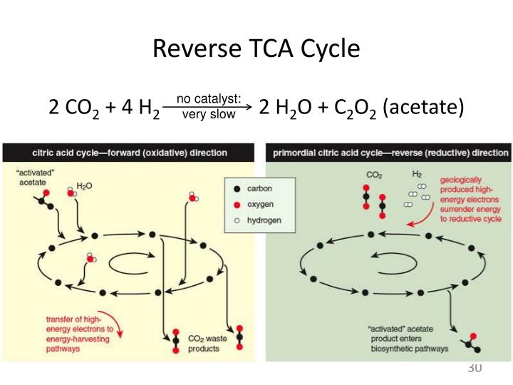 PPT - Origins and Early Evolution of Life PowerPoint Presentation - ID ...