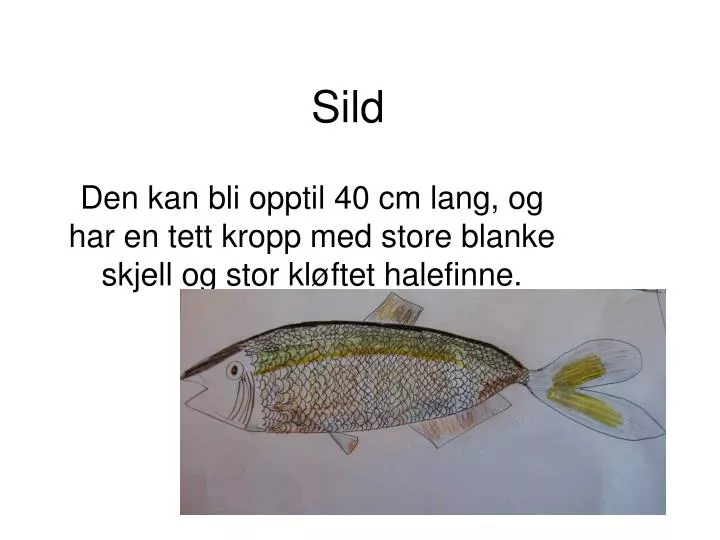 PPT - Sild PowerPoint Presentation, free download - ID:4055458