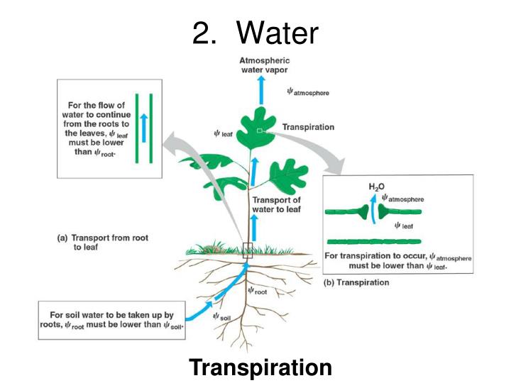 PPT - Plant Adaptations PowerPoint Presentation - ID:4056320