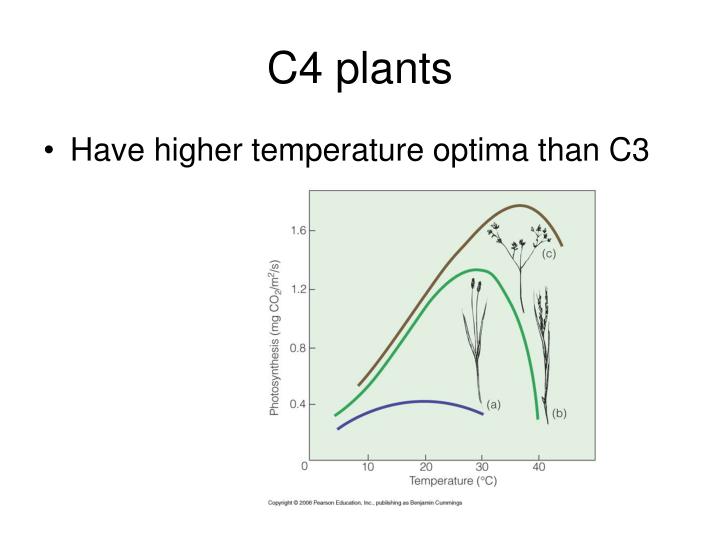 PPT - Plant Adaptations PowerPoint Presentation - ID:4056320