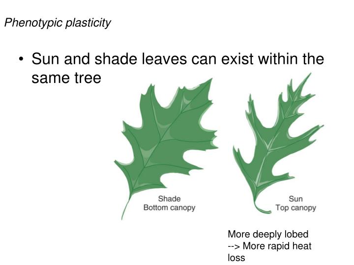 PPT - Plant Adaptations PowerPoint Presentation - ID:4056320
