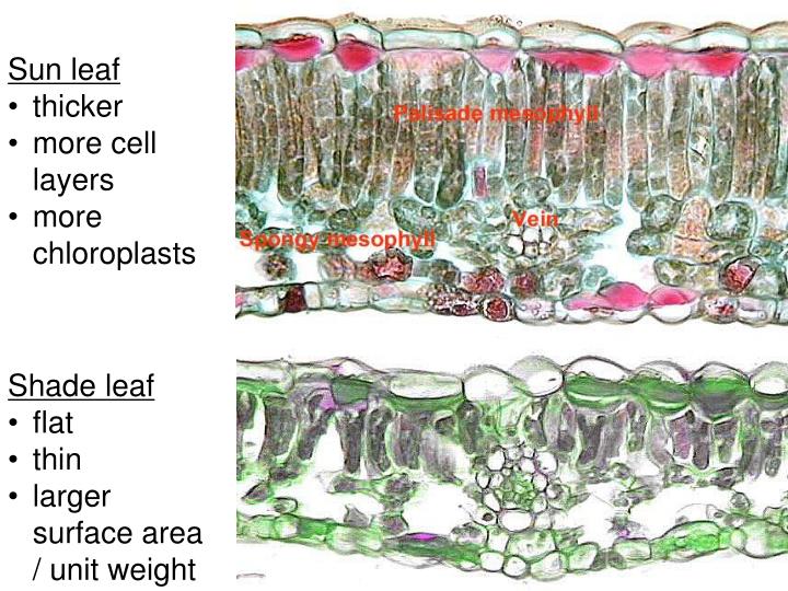 PPT - Plant Adaptations PowerPoint Presentation - ID:4056320