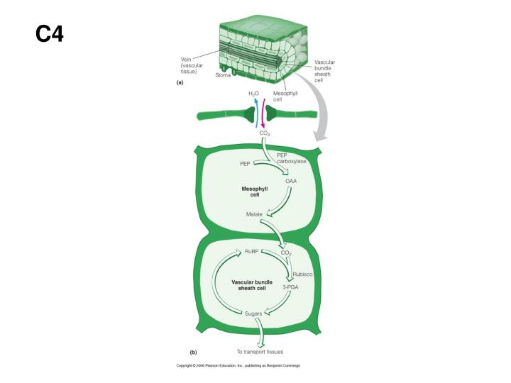 PPT - Plant Adaptations PowerPoint Presentation - ID:4056320