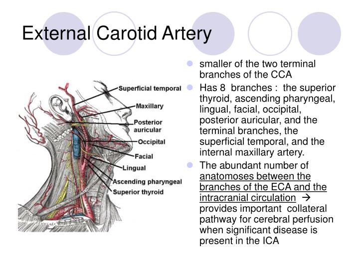PPT - Carotid Artery Disease PowerPoint Presentation - ID:4057232