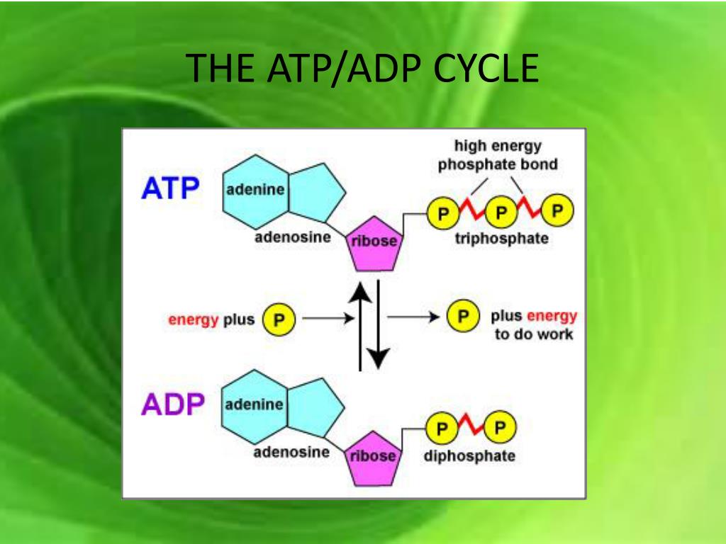 PPT - PHOTOSYNTHESIS & CELLULAR RESPIRATION PowerPoint Presentation ... PPT - PHOTOSYNTHESIS & CELLULAR RESPIRATION PowerPoint Presentation ...